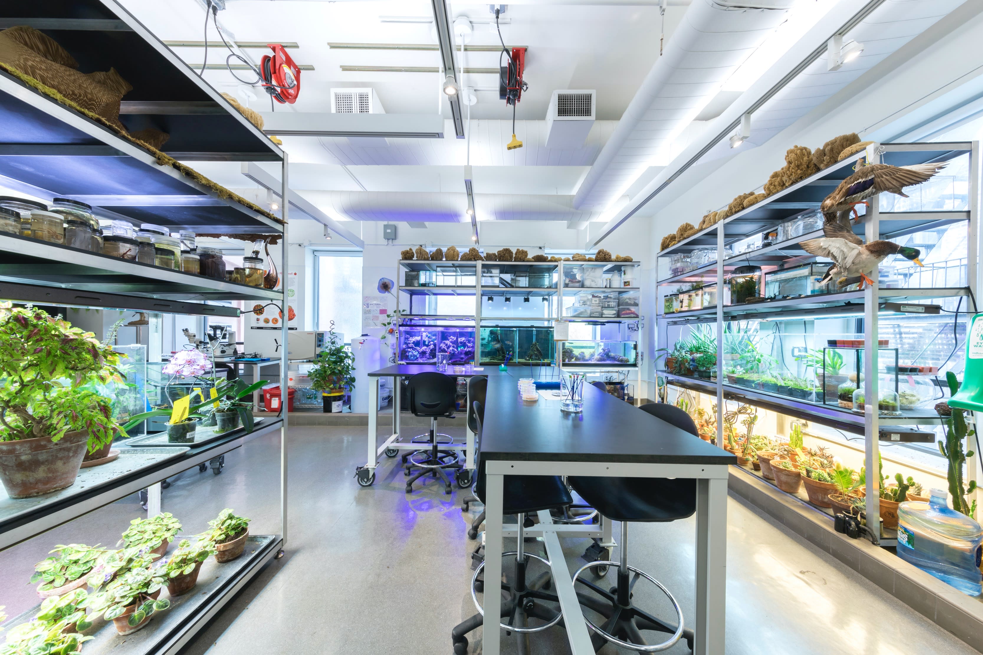 SVA ContinuEd Department Highlight: Bio Art Lab | School of Visual Arts ...