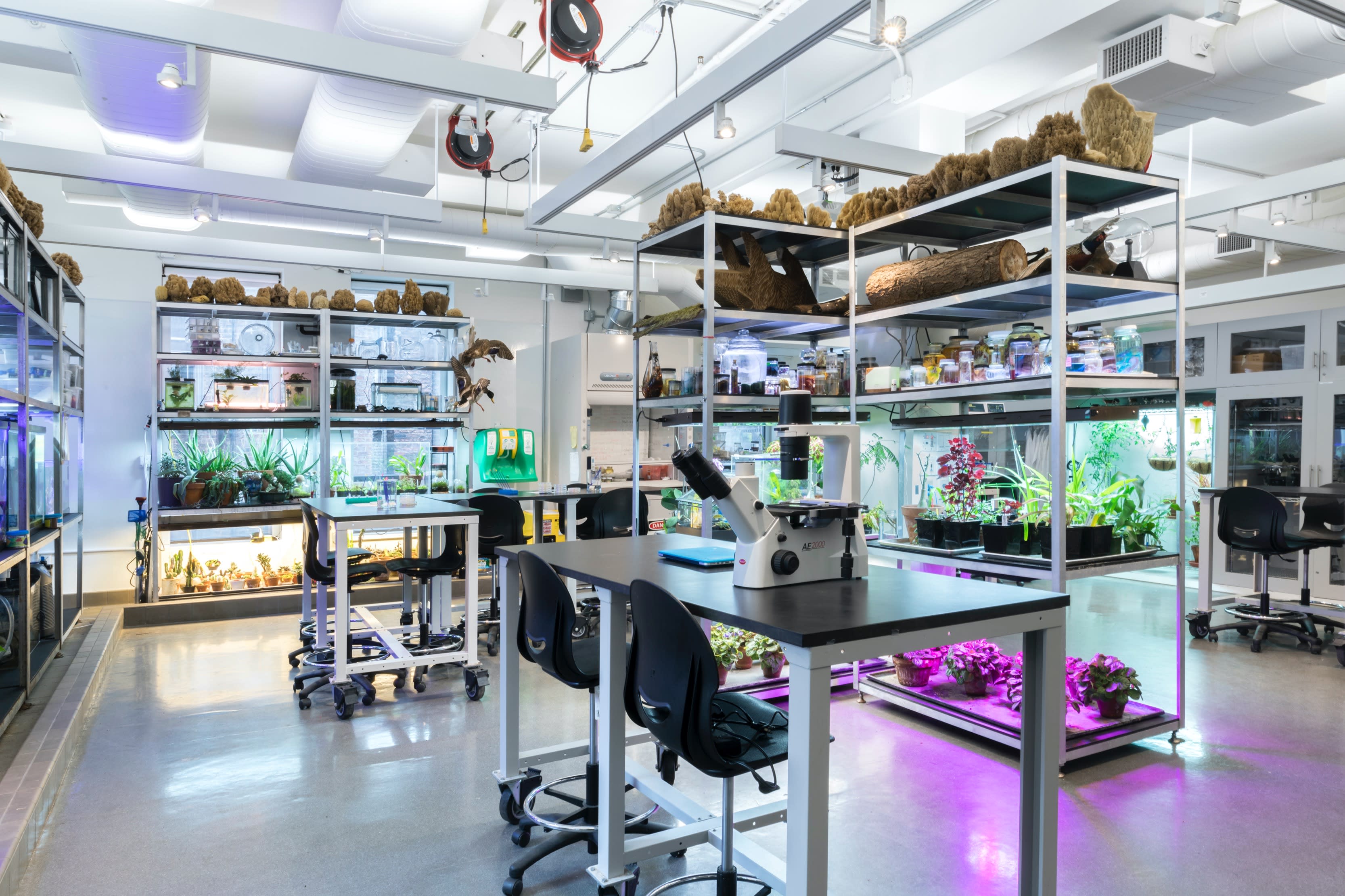 SVA ContinuEd Department Highlight: Bio Art Lab | School of Visual Arts ...