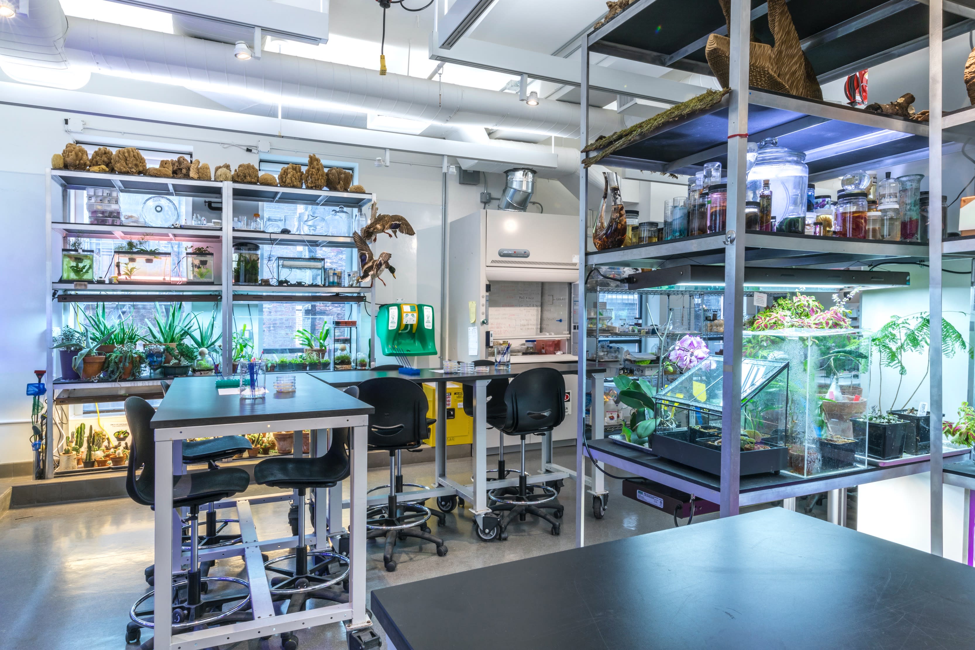 SVA ContinuEd Department Highlight: Bio Art Lab | School of Visual Arts ...