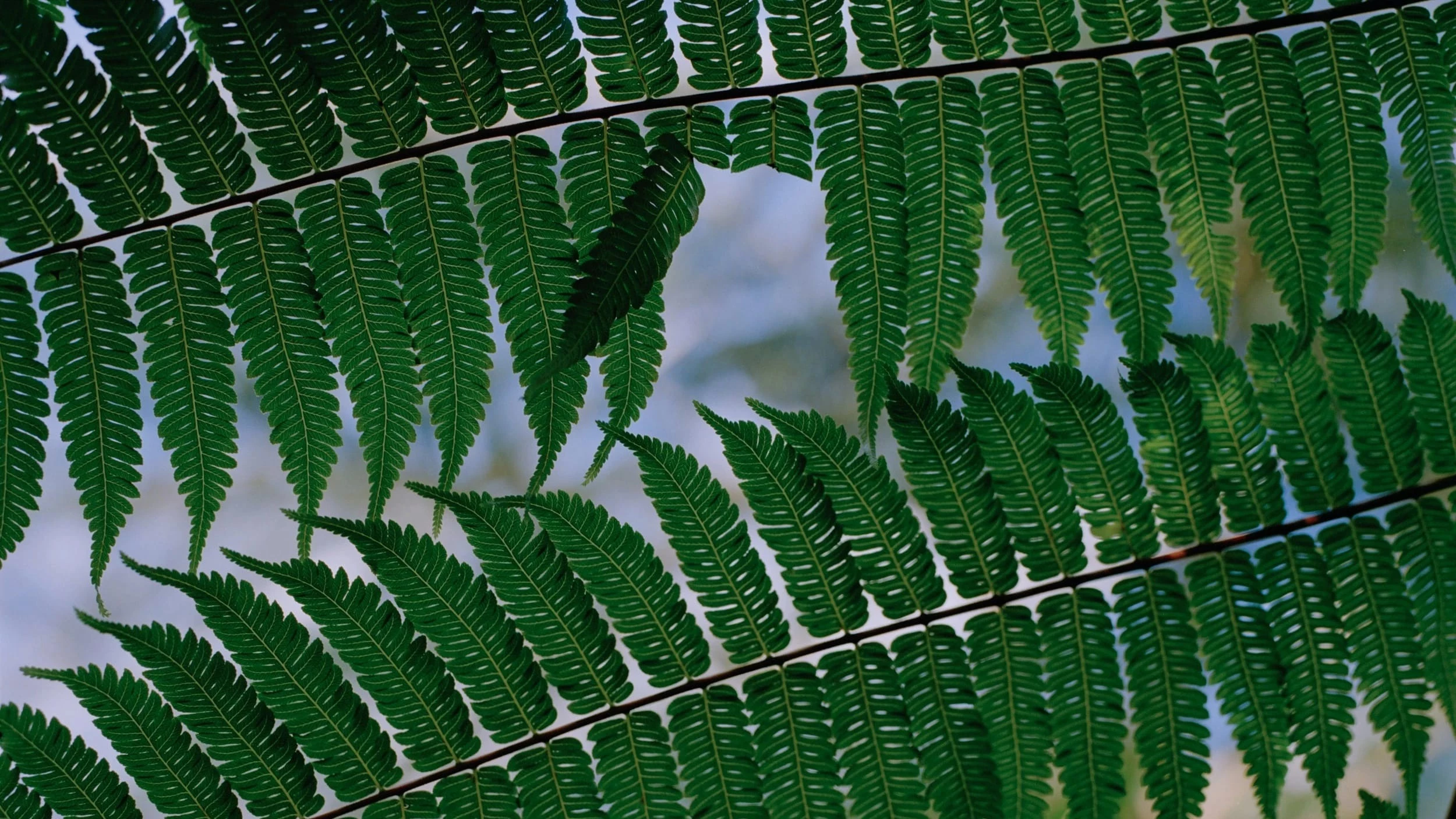 Nature Takes Its Course | August 5 - 28, 2023 | Events and Exhibitions | School of Visual Arts ...