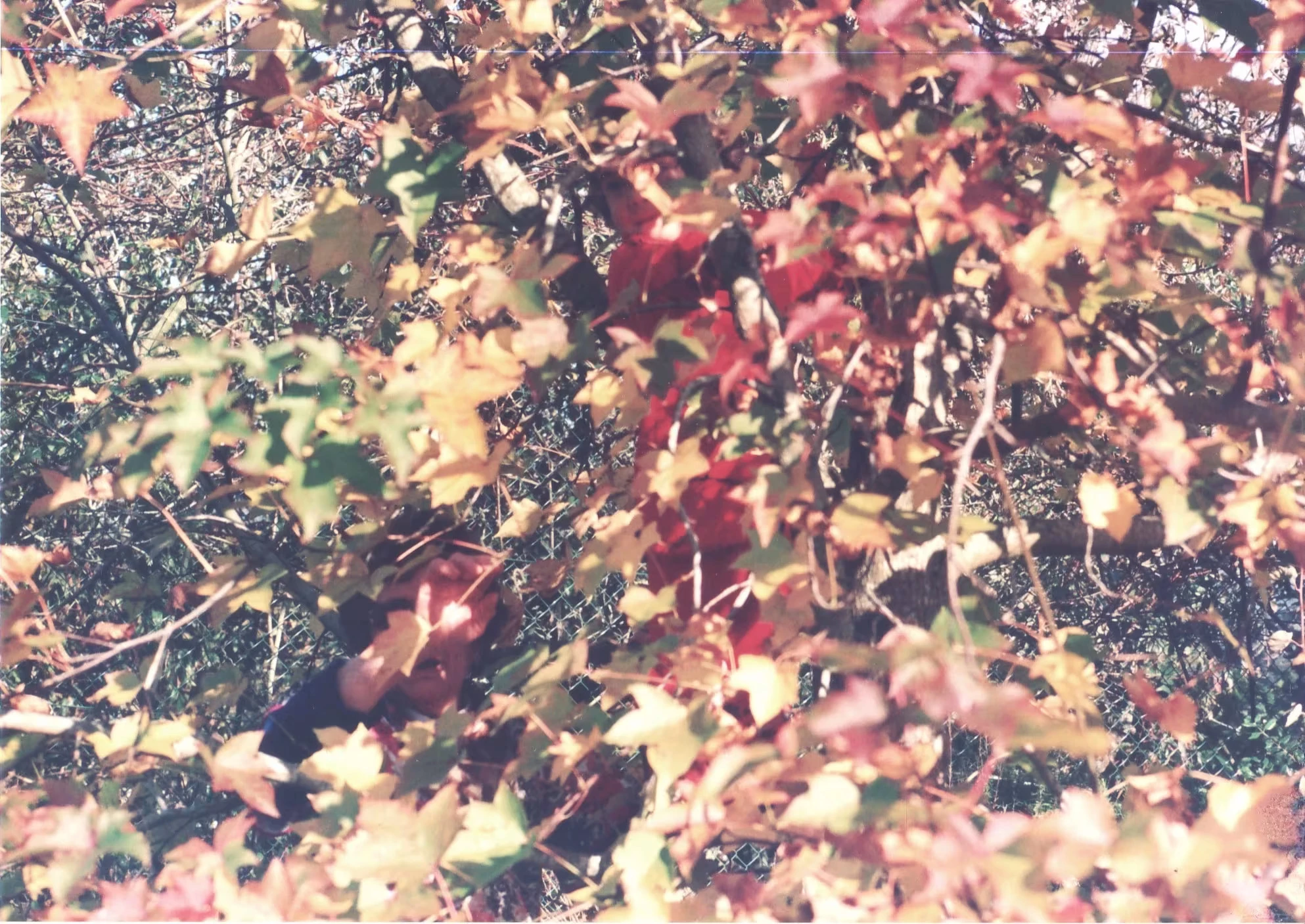 “There’s a leaf in my hand,” opening June 4 in the Flatiron Project Space | School of Visual ...