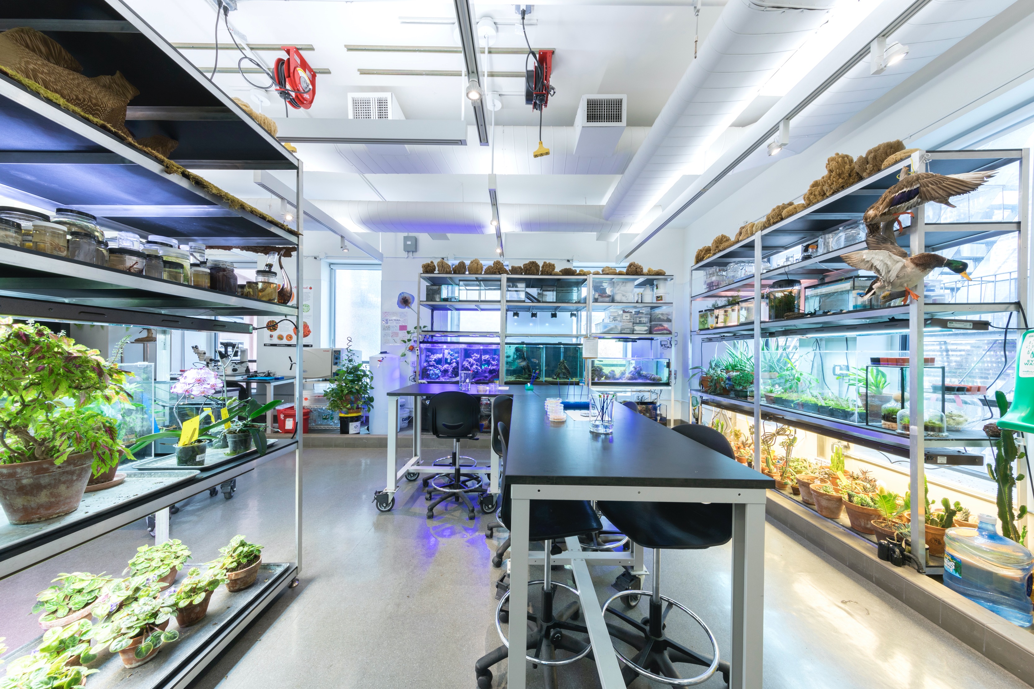 SVA ContinuEd Department Highlight: Bio Art Lab | School of Visual Arts ...